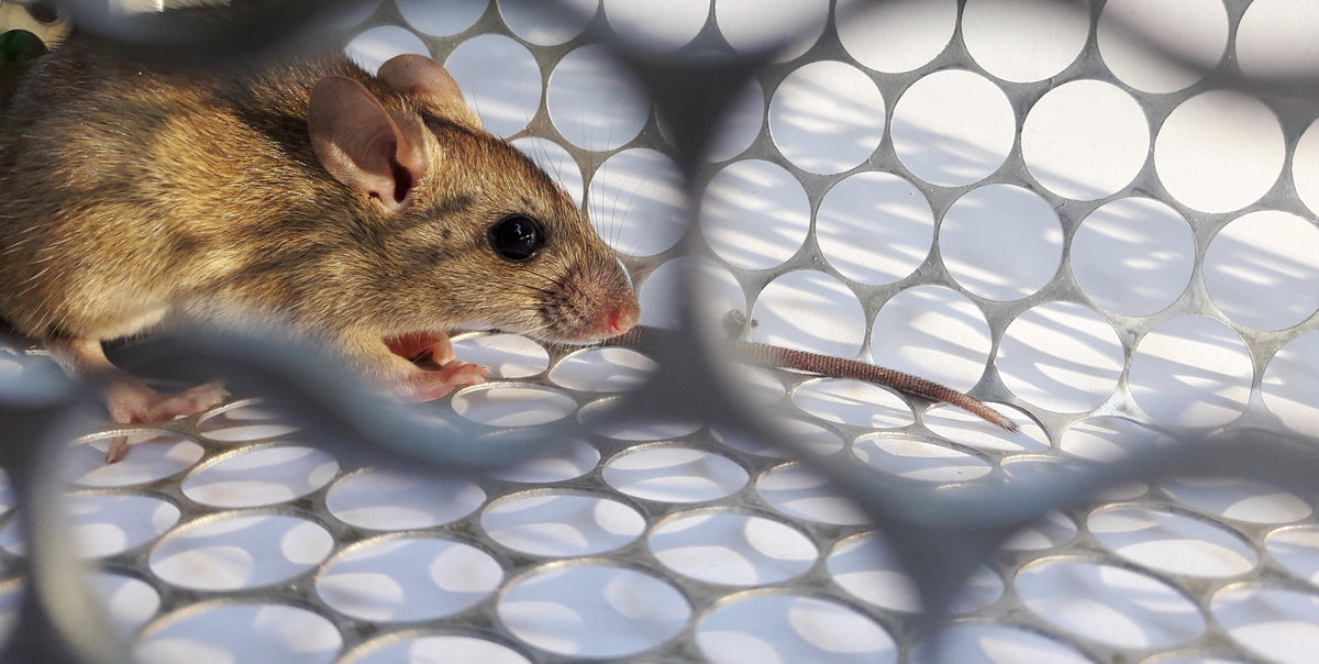 RODENT CONTROL – Rand Farm Supplies