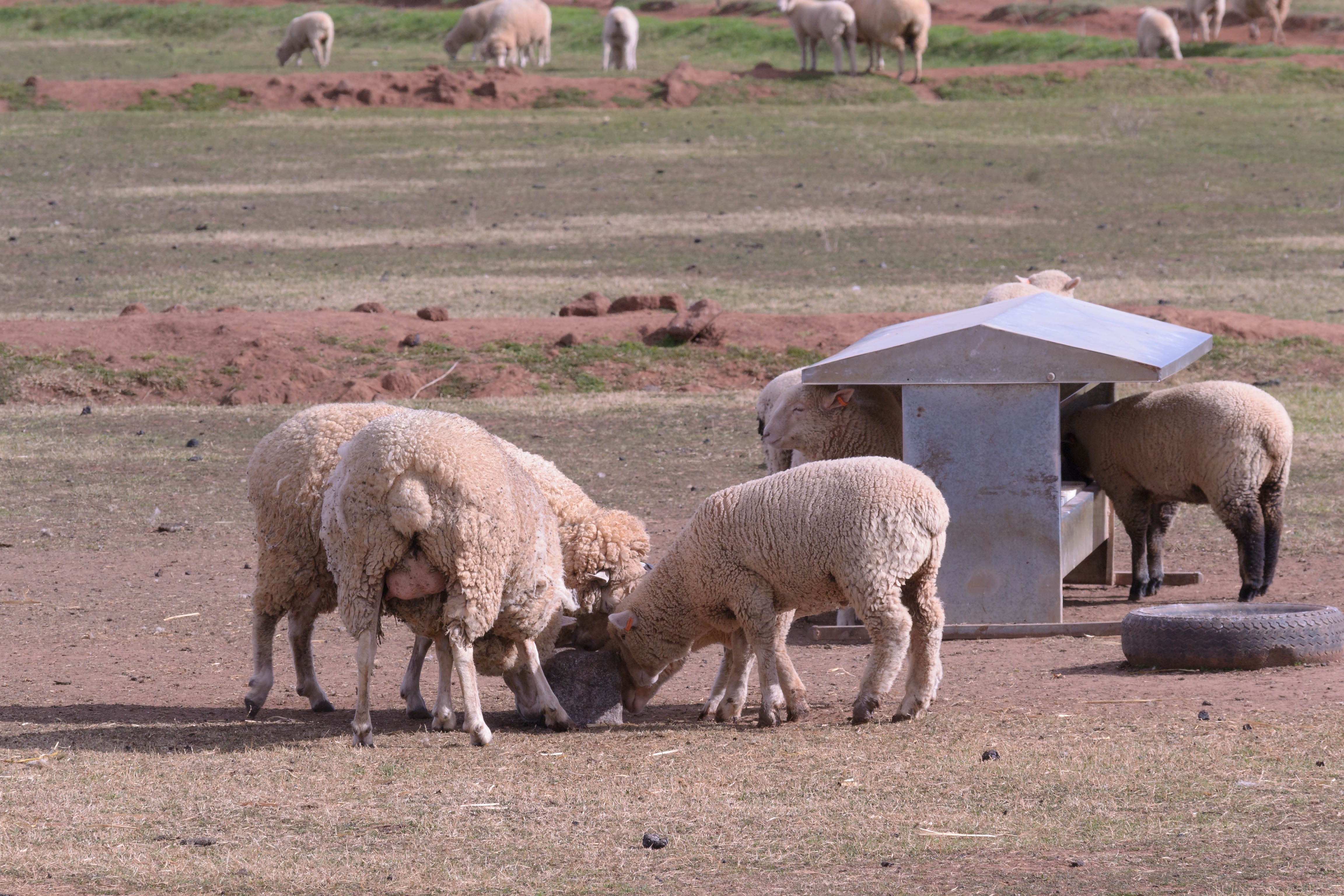 Rand Farm Supplies | Order Online, today!