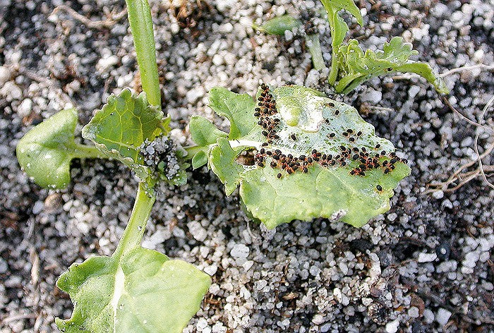 LEMAT 10LT – Rand Farm Supplies